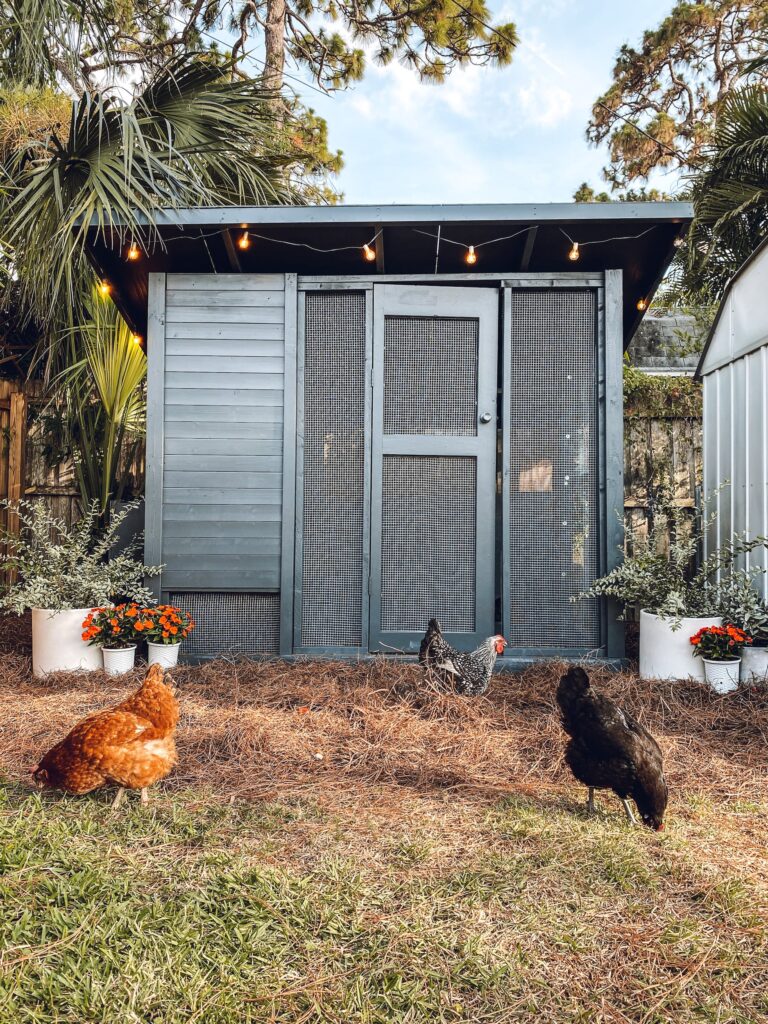 How to Start Building a Chicken Coop - Blushing Bungalow | So Cute You ...