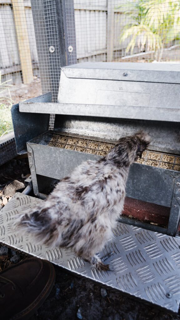 Making Chicken Coop Care Effortless: Embrace Automation for Happy Hens ...