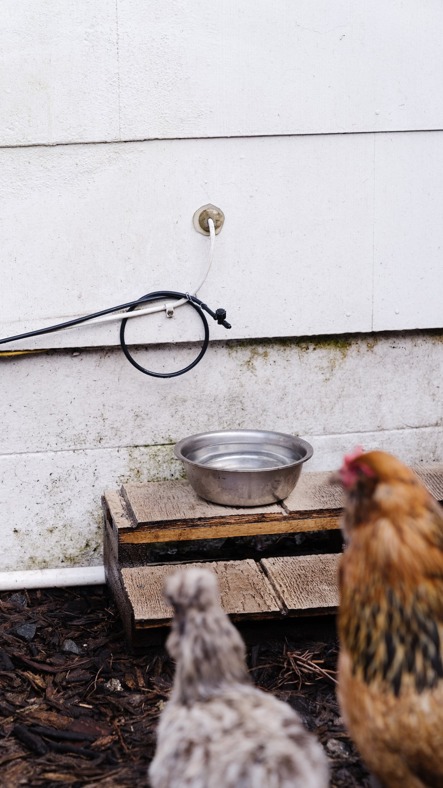 Making Chicken Coop Care Effortless: Embrace Automation for Happy Hens ...