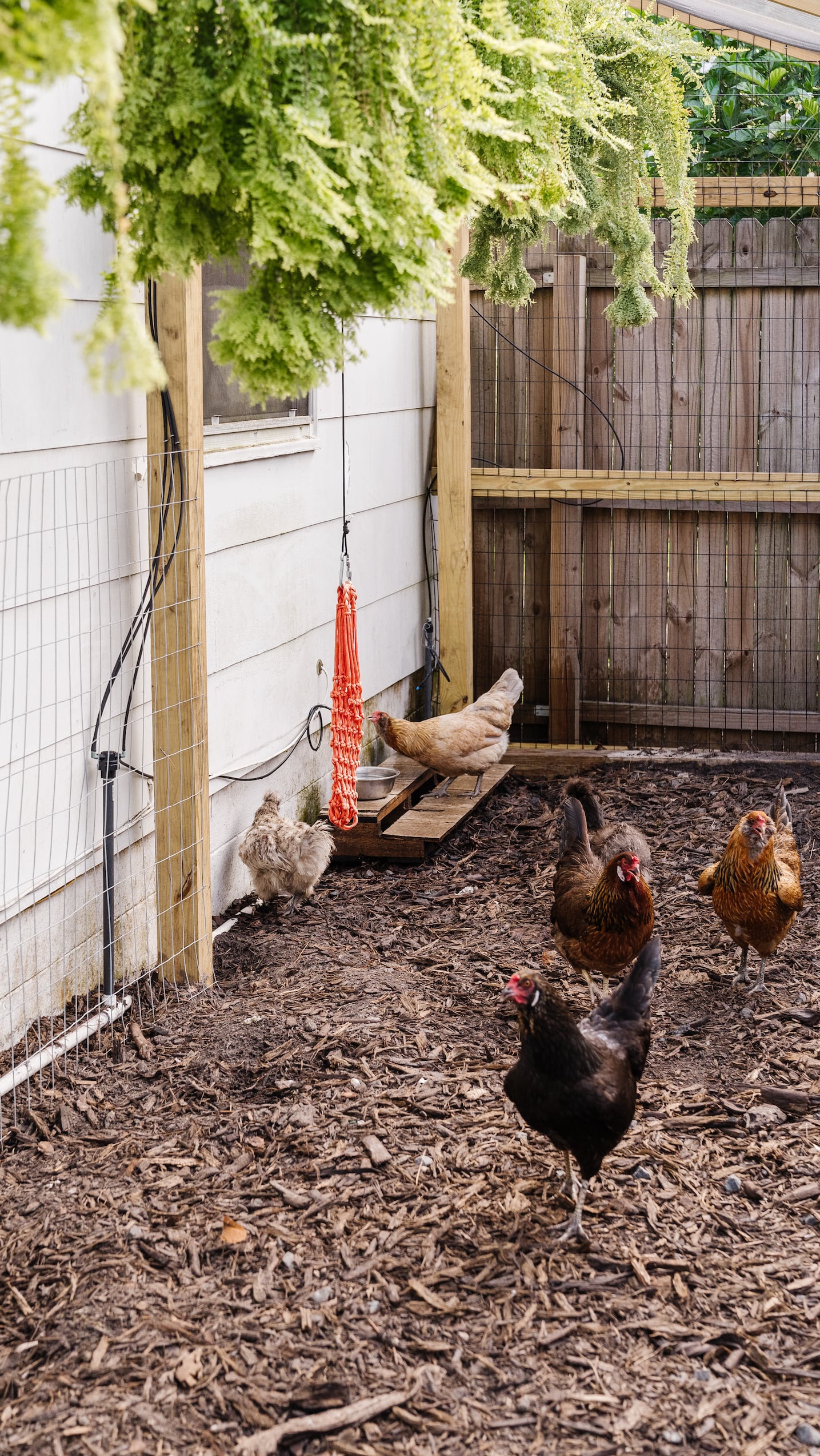 Making Chicken Coop Care Effortless: Embrace Automation for Happy Hens ...